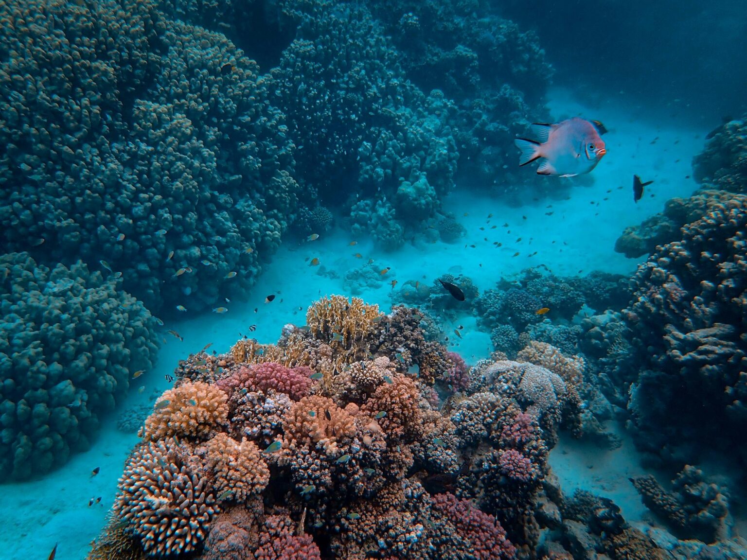 What Are Coral Reefs and Why Are They Important? – Marinelife Chronicles