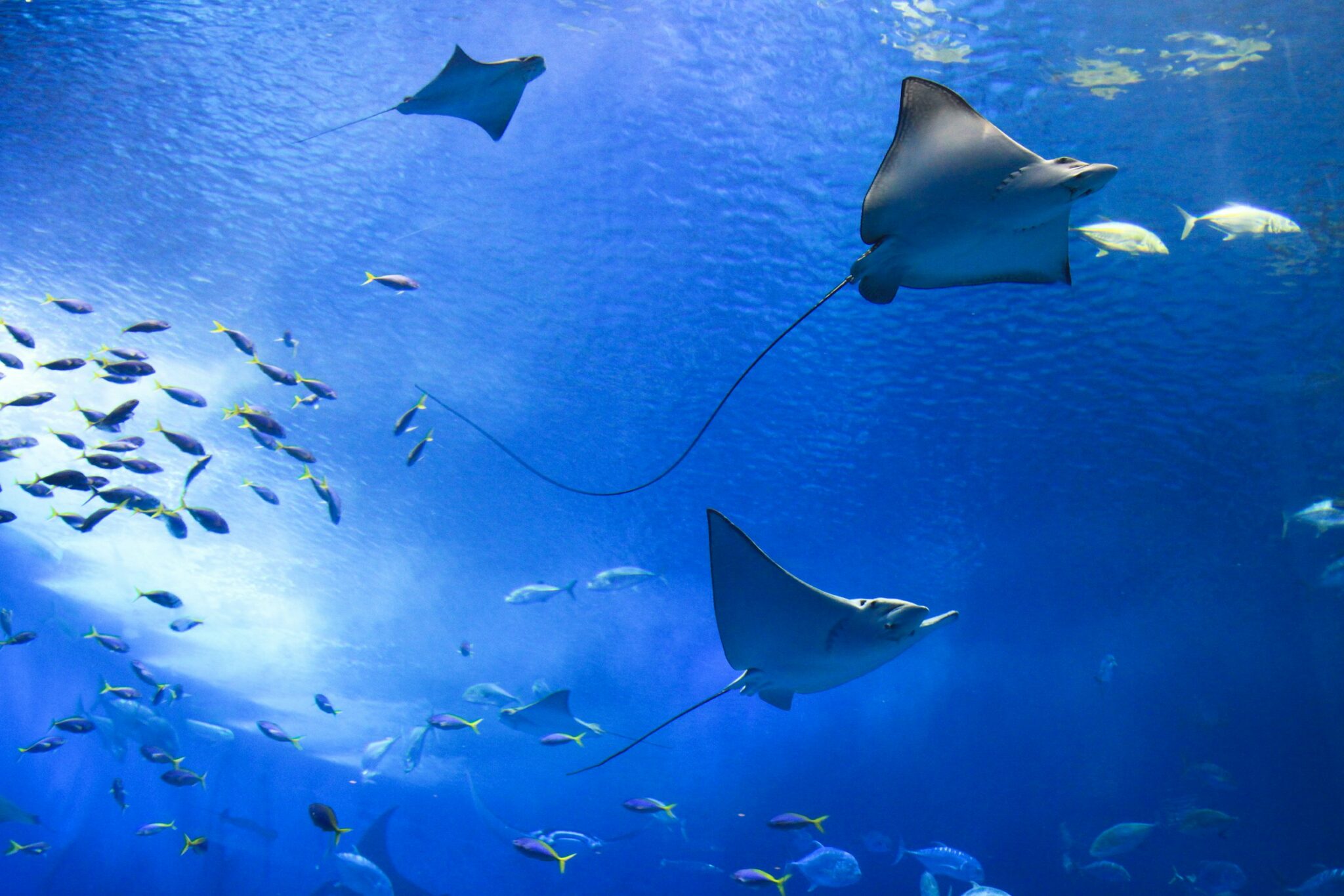 5 Key Reasons Why We Must Protect Our Oceans and Preserve Marine Life ...